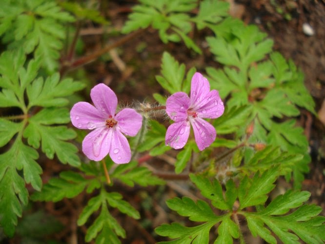 Pacific Northwest Nature for Families: Stinky Bob - Geranium robertianum
