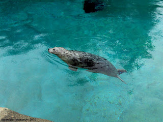 Harbor Seals at Point Defiance Zoo