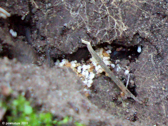 International Rock Flipping Day