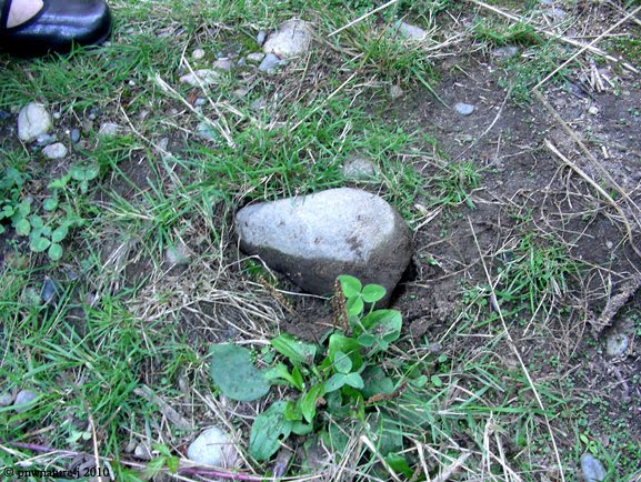 International Rock Flipping Day