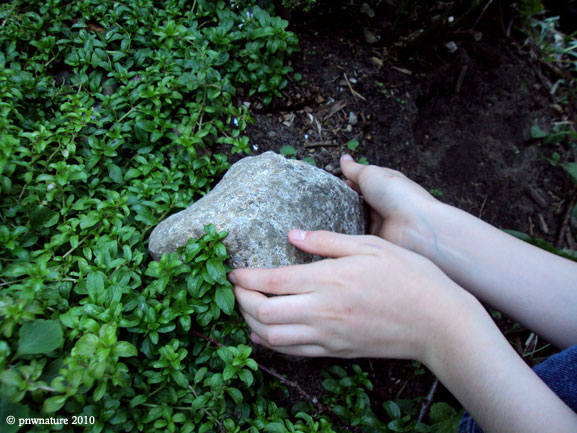 International Rock Flipping Day