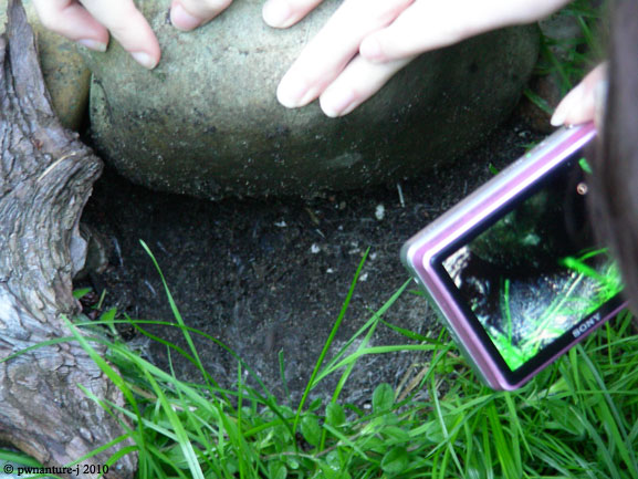 International Rock Flipping Day