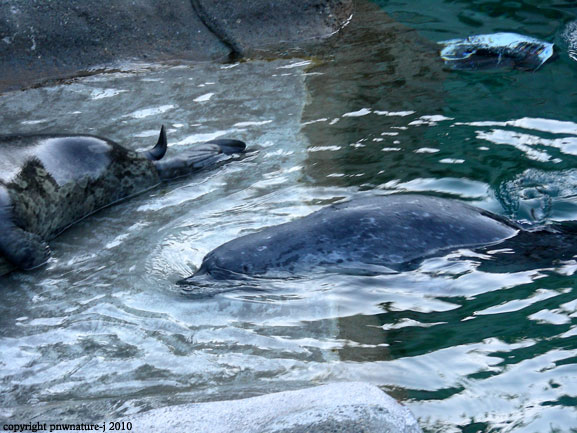 Harbor Seals at Point Defiance Zoo 2