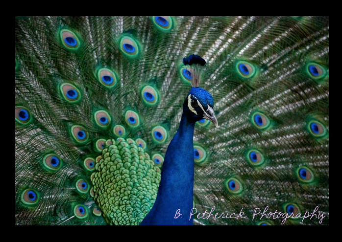 B.Petherick Photography: Peacocks & Cars
