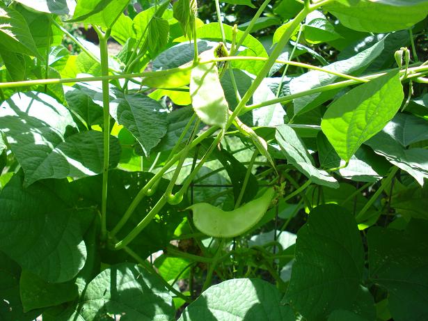 Mi Pequeña Huerta: Chauchas I