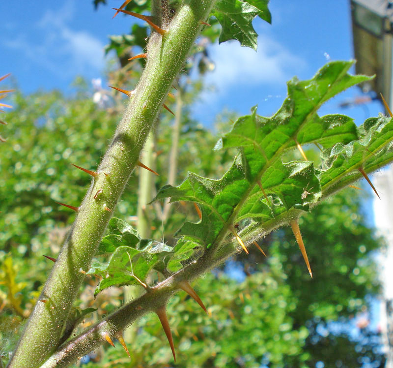 Mi Pequeña Huerta: Espinas y más espinas