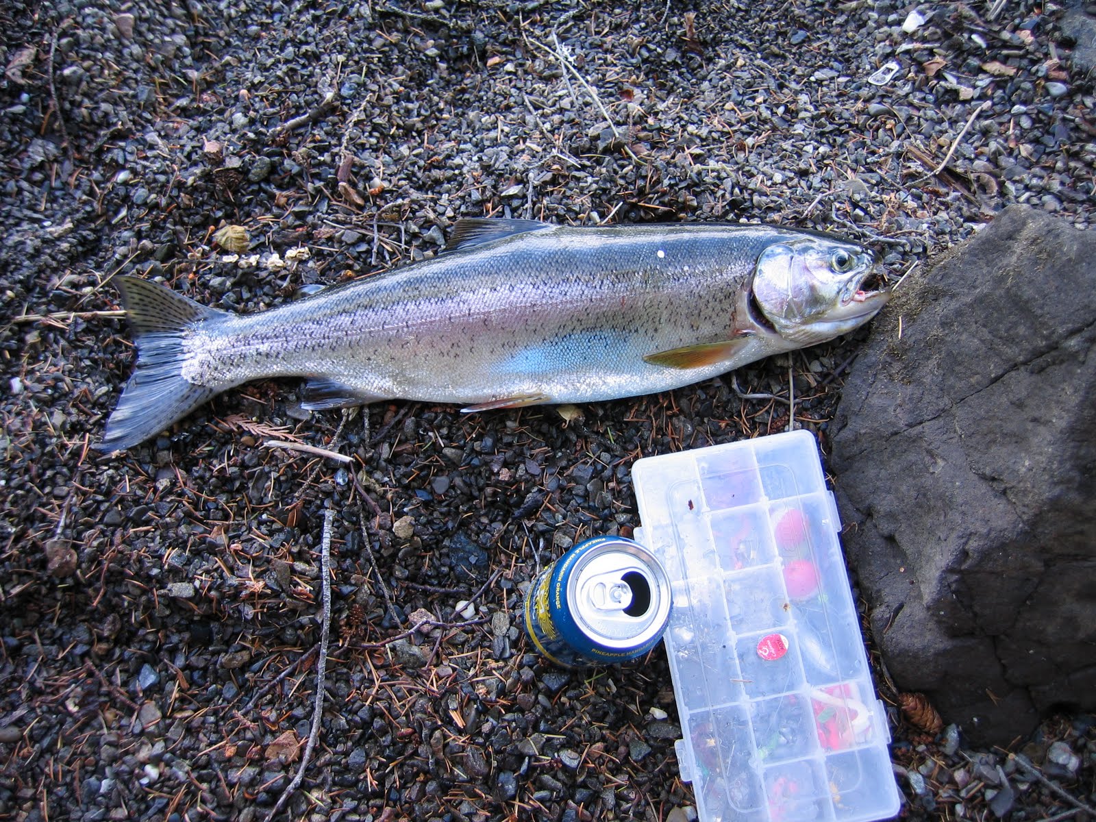 Lambfish on tour around the world: British Columbia Canada