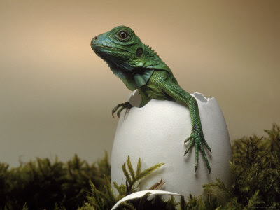 Babying your Baby Iguana :: Reptilia Mania