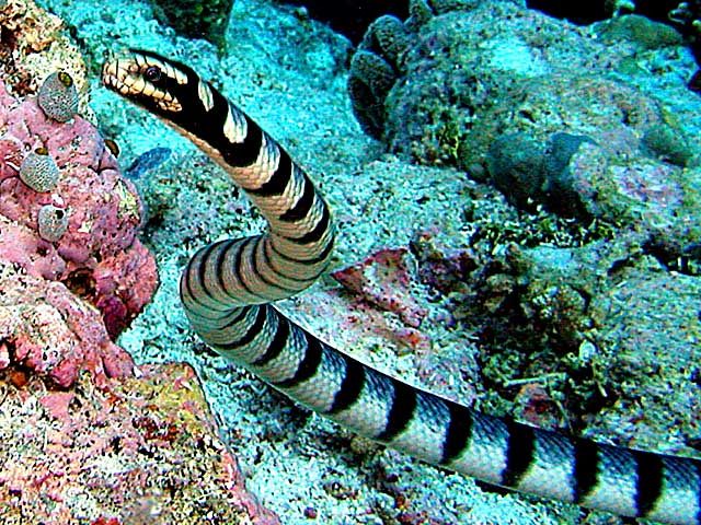 Sea Snake - Laticuda sp :: Reptilia Mania