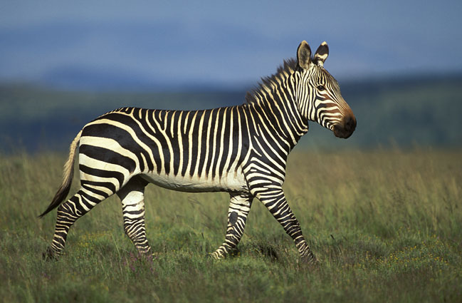 Natalie Mcarthur Zebras