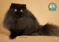 Guardian Angel Cats: About Persians