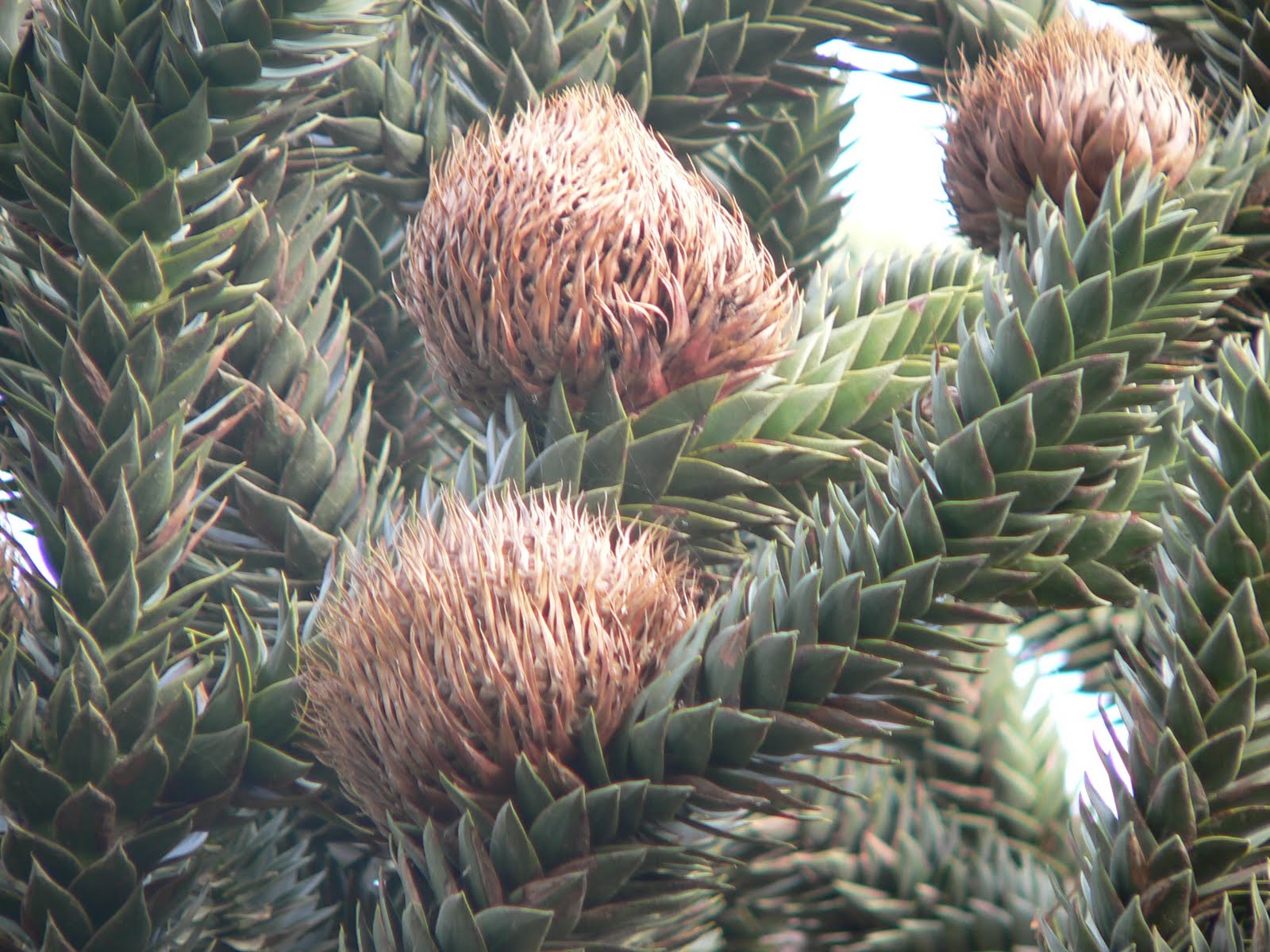 Alexis-imágenes - Nature Photography: Flor de pino