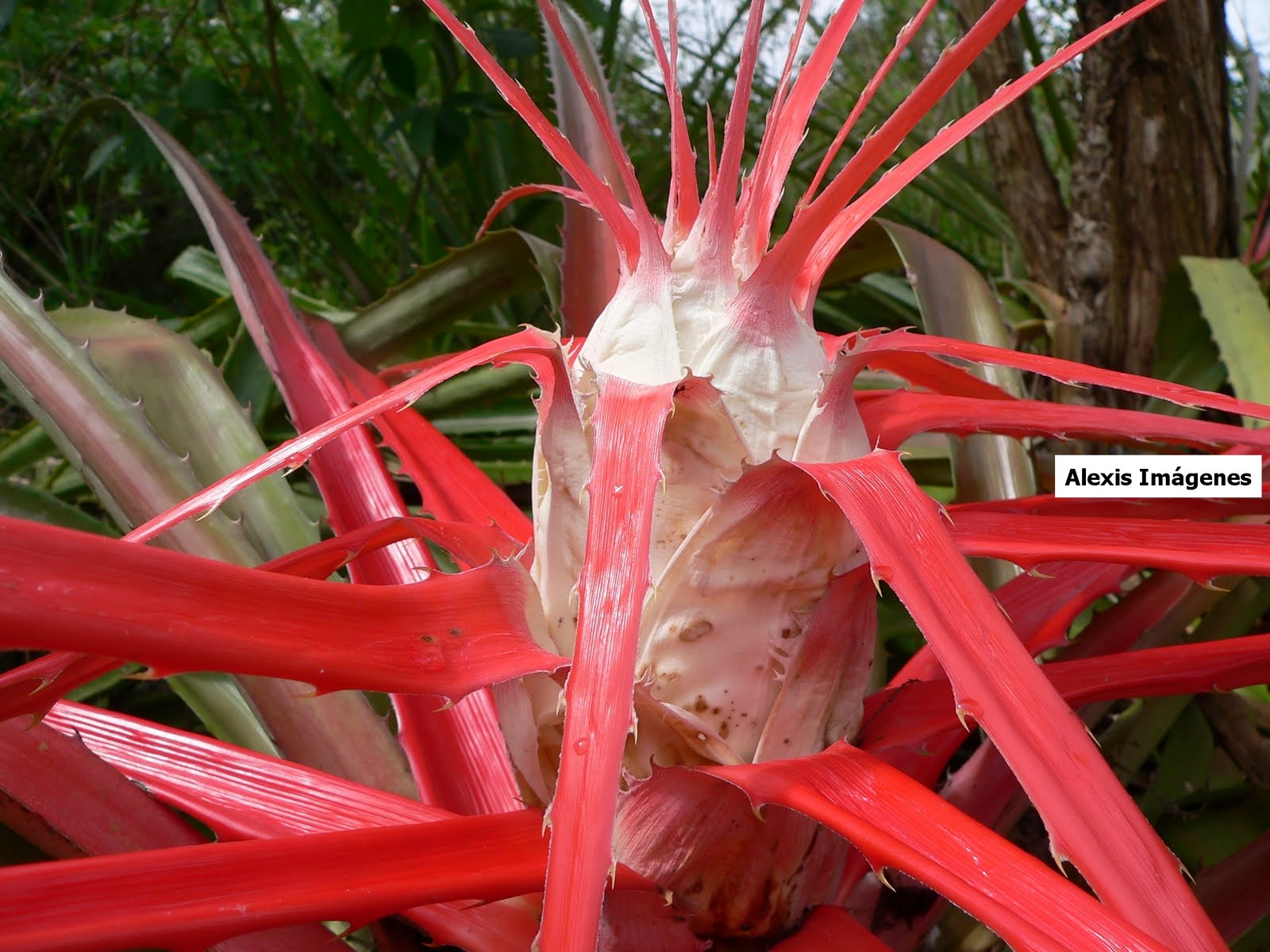 Alexis-imágenes - Nature Photography: Bomelia en Flor