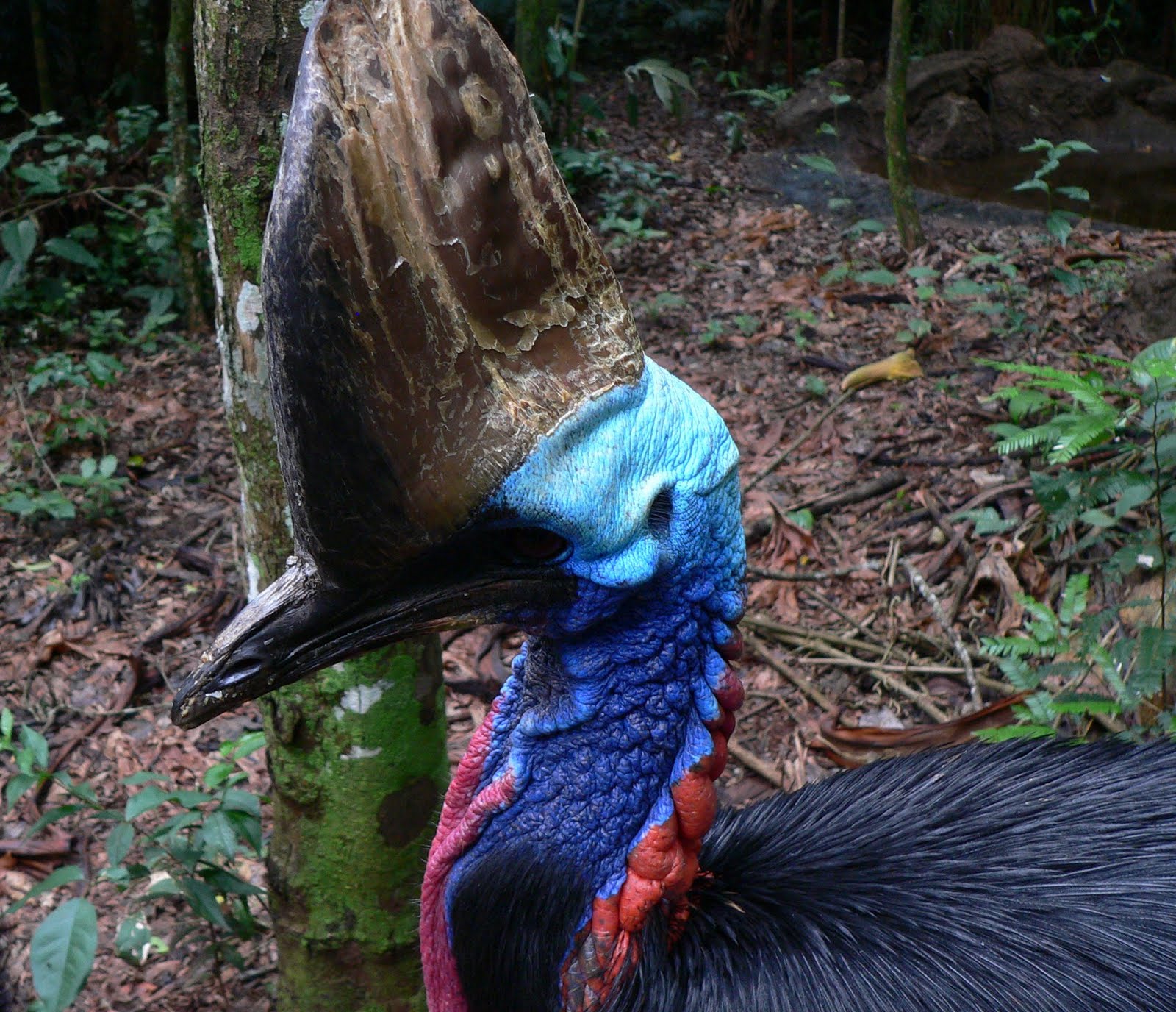 Alexis-imágenes - Nature Photography: Casuario