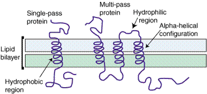 NayOne Notes-Biology: The Lipid Bilayer