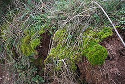 El bosque de ayer: febrero 2011
