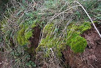 El bosque de ayer: febrero 2011