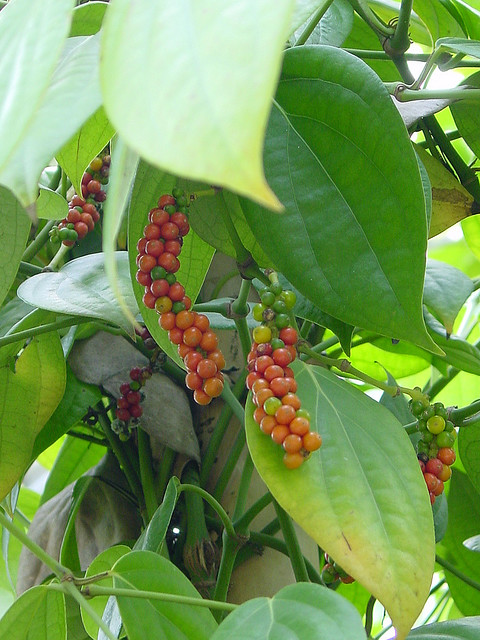 Ayur Vista: Piper nigrum - Maricham