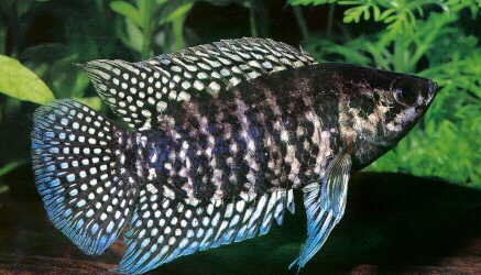 Amazing Fish of the World: Climbing Perch