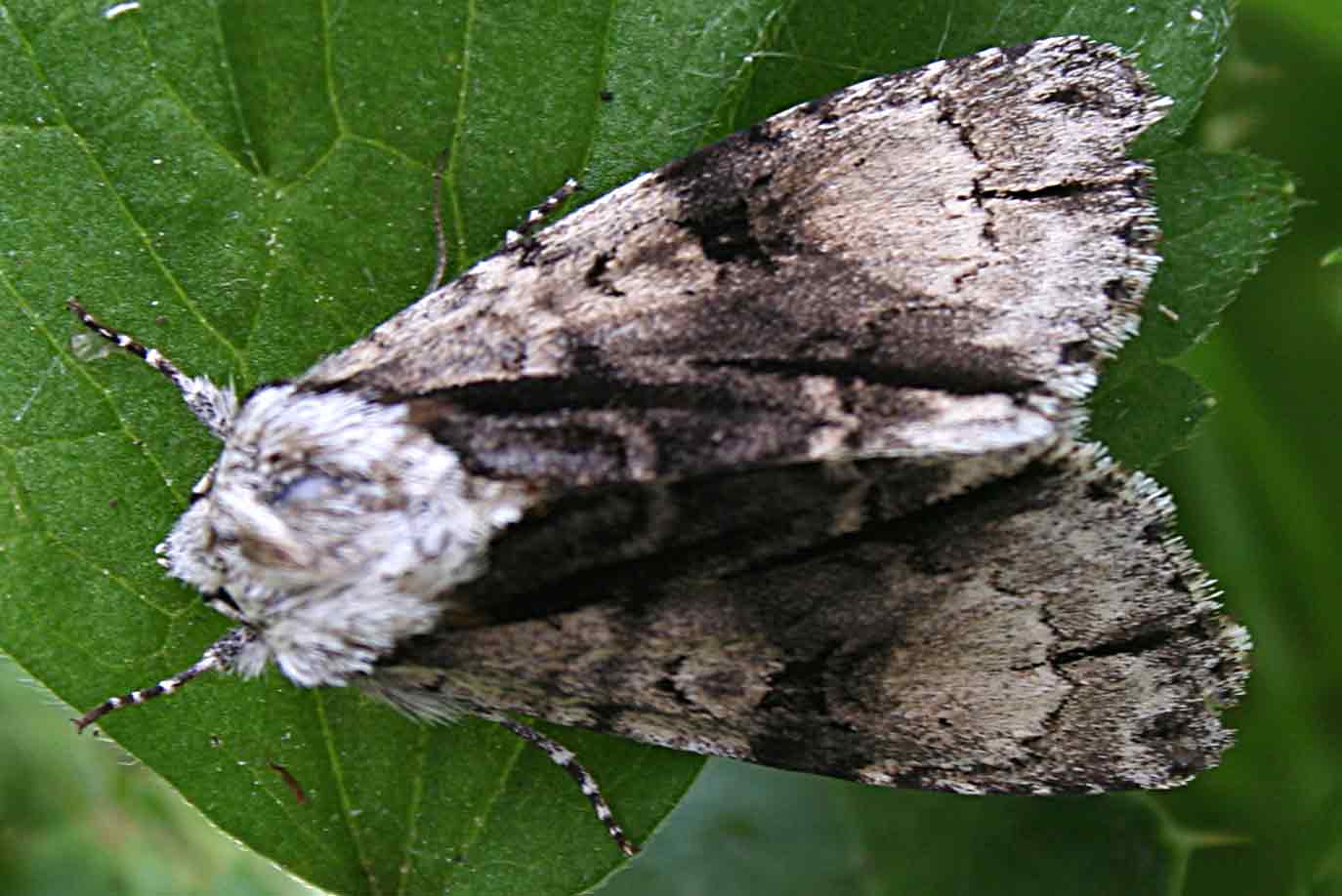 Martin Hodges' Wildlife Blog: June 2010