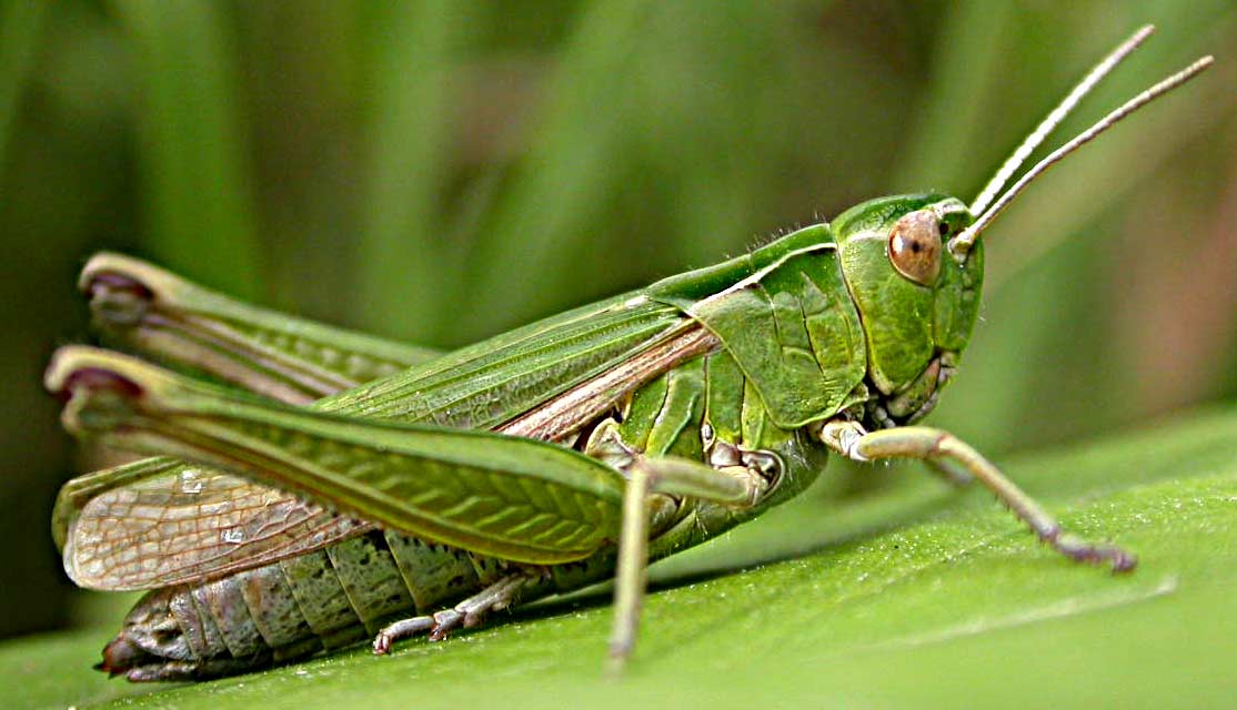 Martin Hodges' Wildlife Blog: Ah... Grasshopper! Why are you so ...