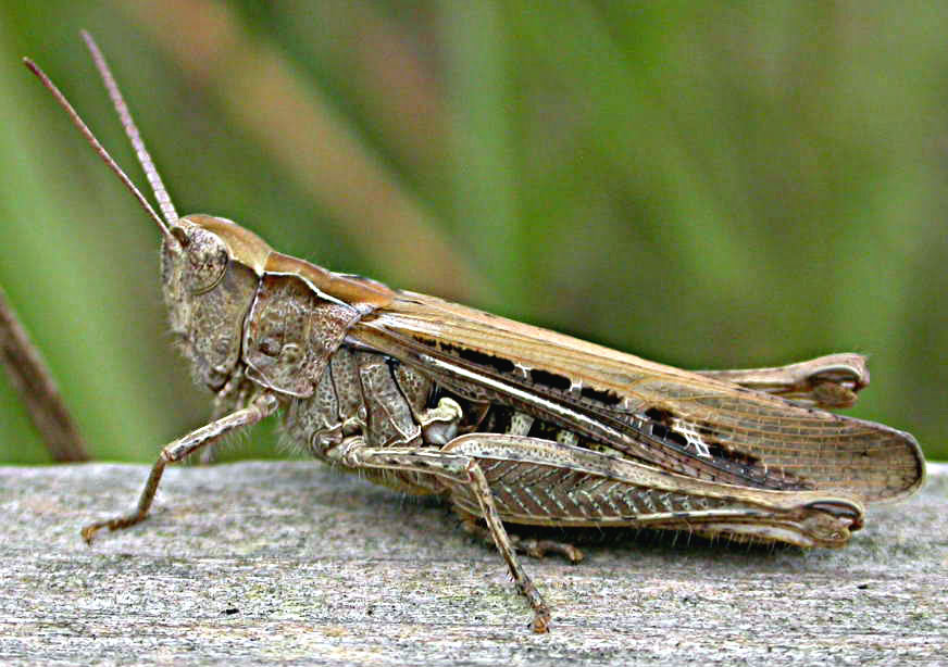 Martin Hodges Wildlife Blog Ah Grasshopper Why Are You So Difficult To Identify