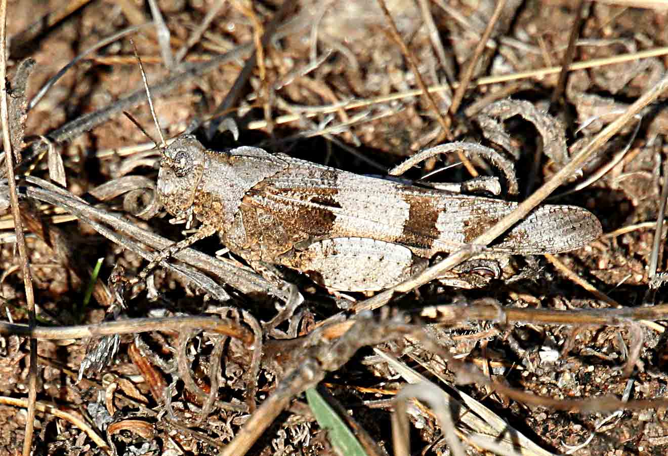 Insects – Algarve, Portugal October 2010