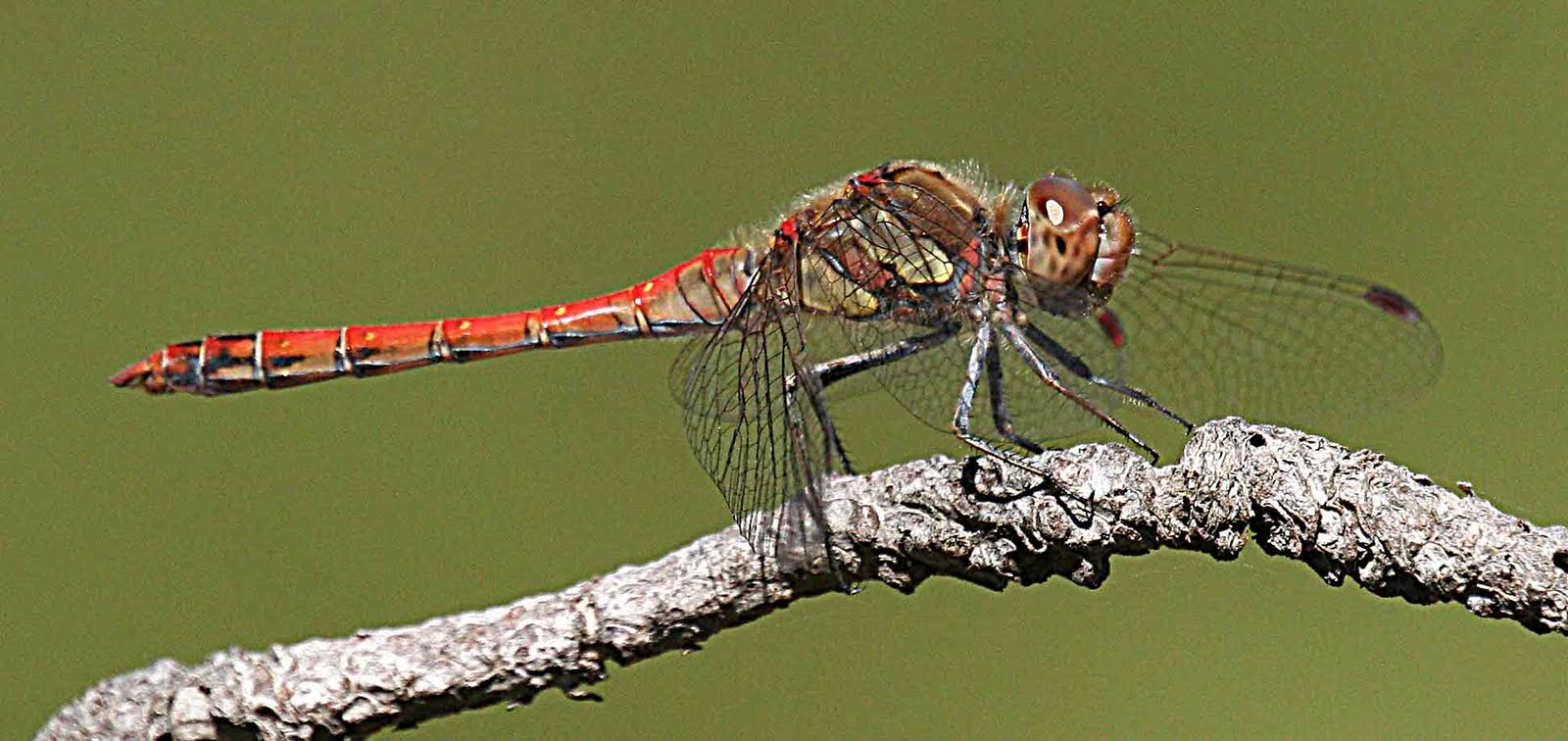 Insects – Algarve, Portugal October 2010