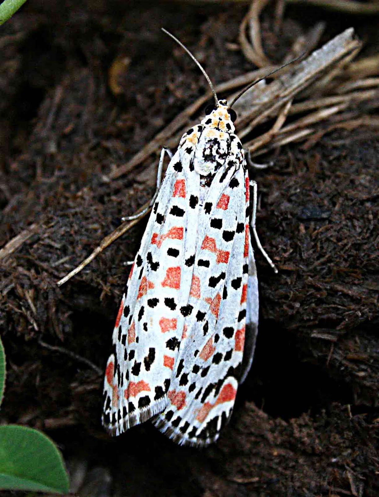 Insects – Algarve, Portugal October 2010