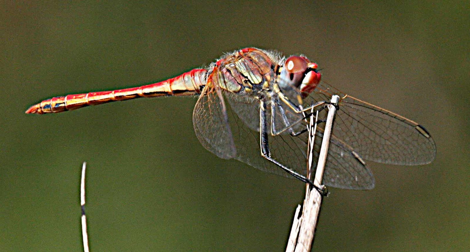 Insects – Algarve, Portugal October 2010