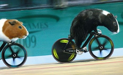 Lovely Animals Blog: The little animal of the Olympics