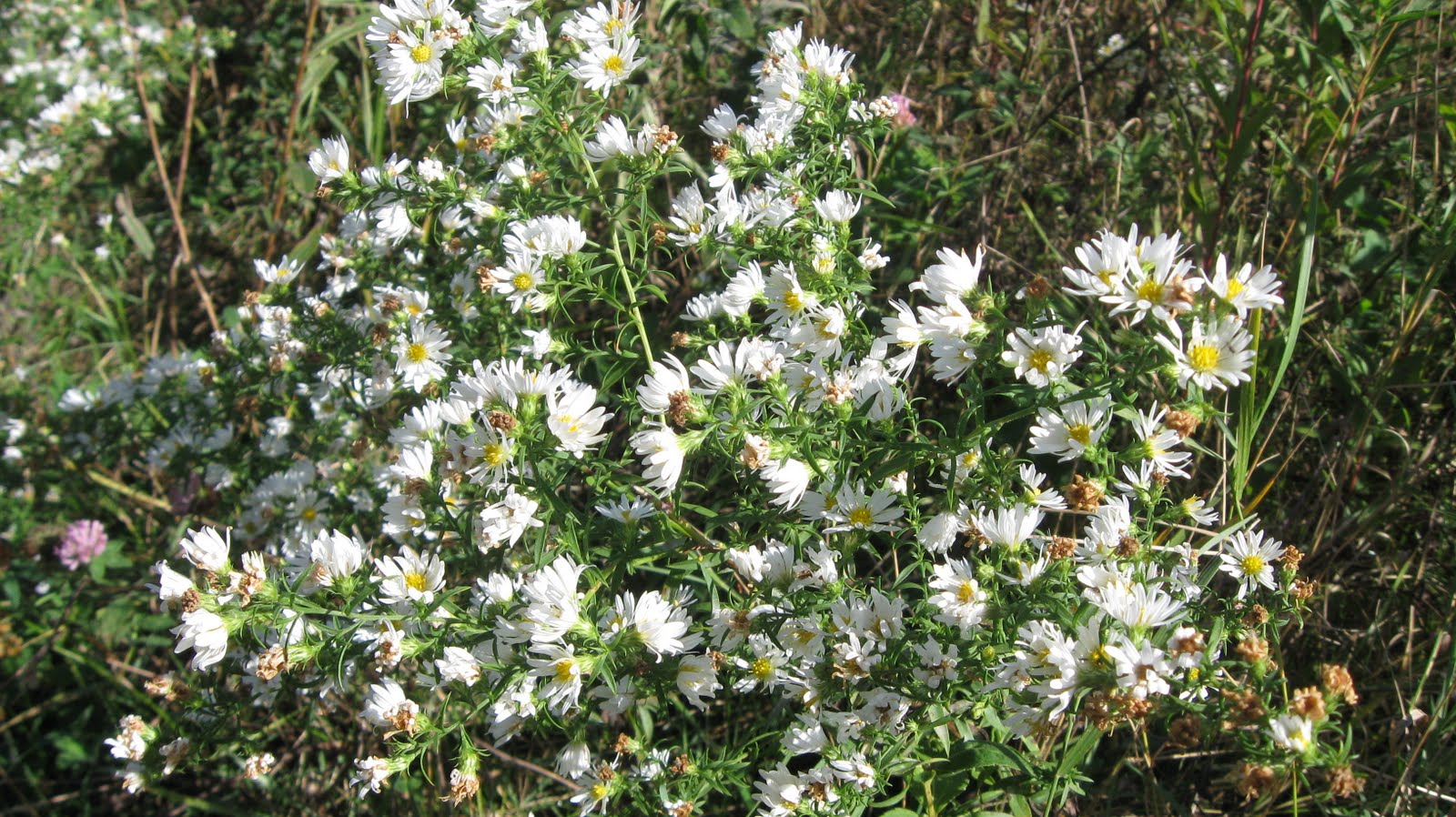 troutbirder: Fall Aster Parade