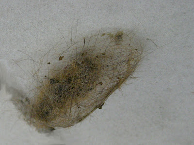 lui is in heaven: The Continuing Saga of Ms. Higad