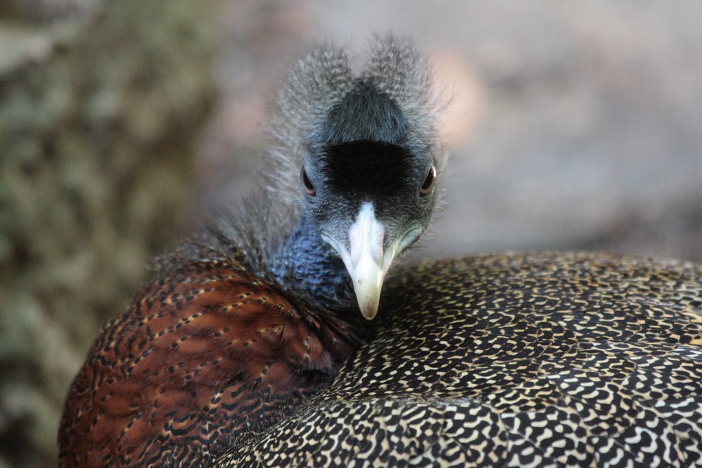 Taman Burung Kuang Ajil | Travel Guide & Makan² Guide