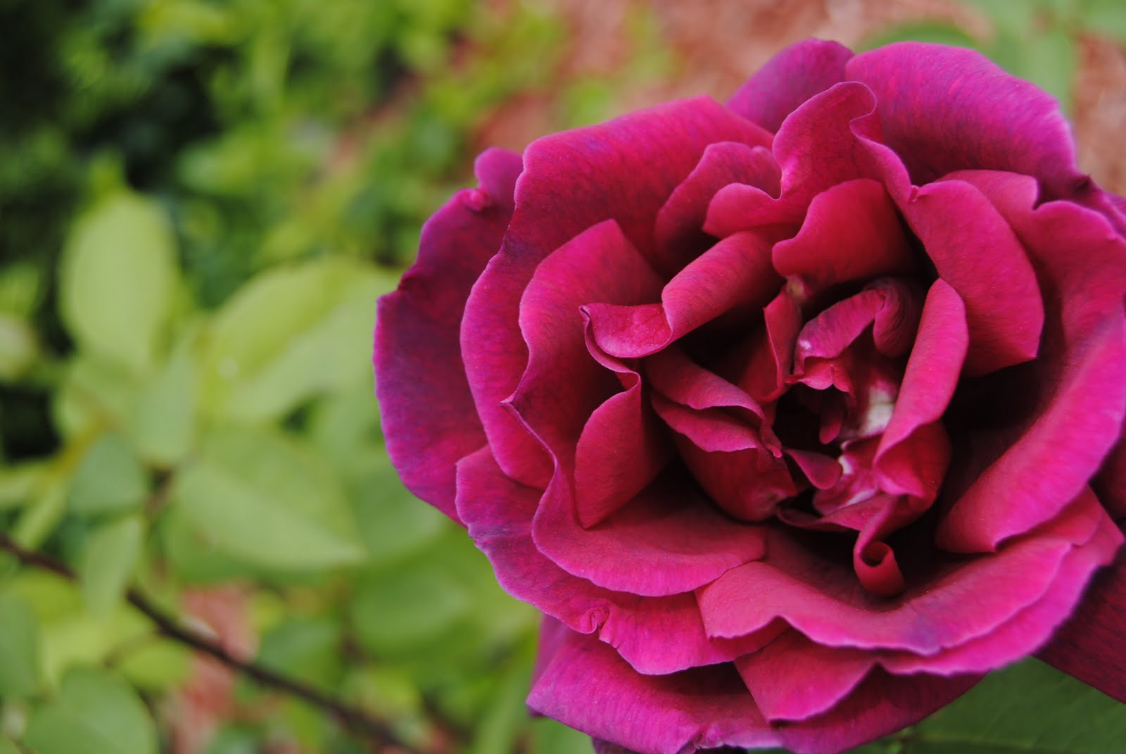 Three Squares A Day: Ross Flowers 5/24