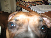 The Boxer Blog: Boxer Allergies : Boxer Itching Ear : Boxer Shaking ...