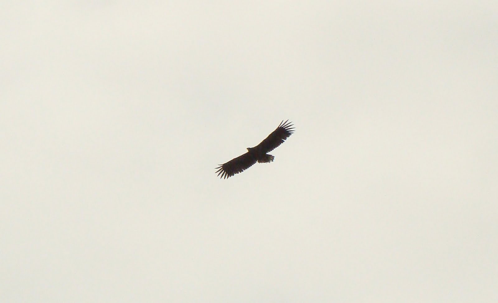 Fair Isle Bird Observatory: the Warden's diary: The Flying Barn Door!