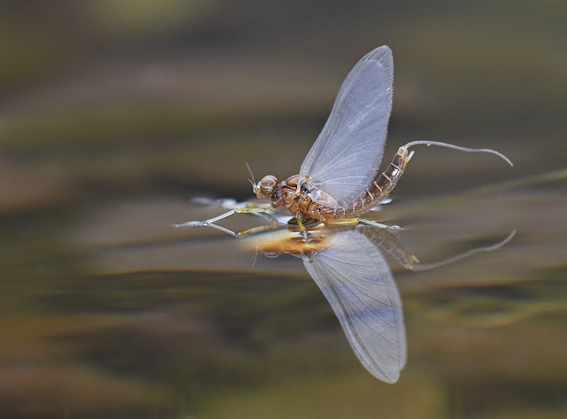 Wildlife Photography across the Water: Pond Life pt 1 - A day late