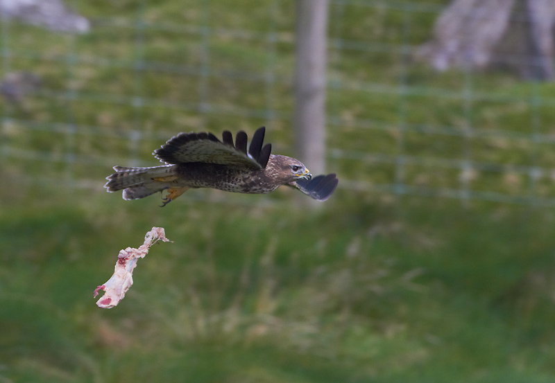 Wildlife Photography across the Water: Mini Trip Report - Part 6 - Buzzards