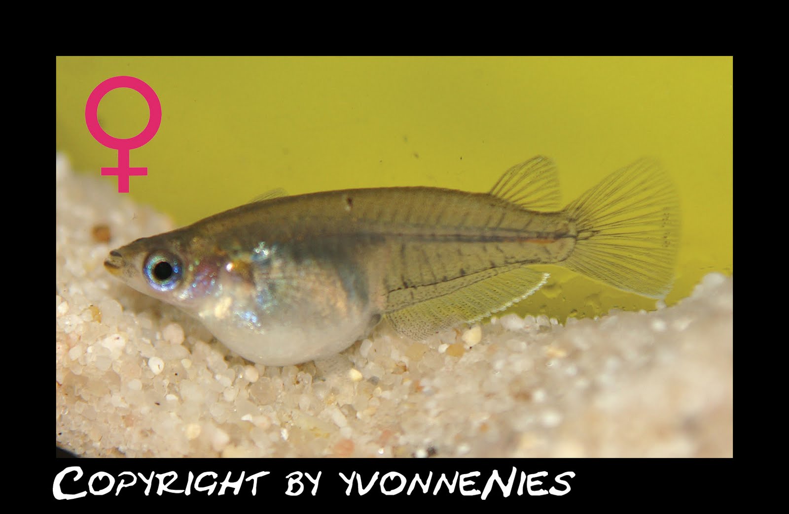 Verrückt nach Fisch: Oryzias dancena