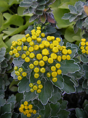 A Tidewater Gardener: Bloom Day Hangers-on and Harbingers