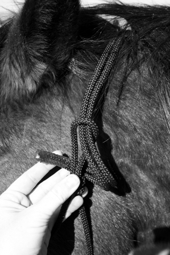 Snowy Ridge Ranch: Rope Halters: Fit and Function