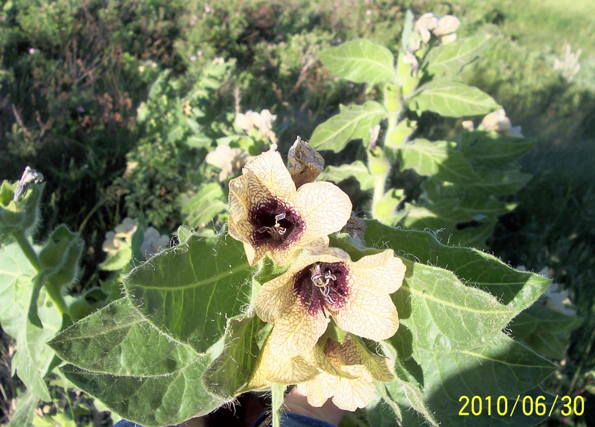 Calgary Gardening Adventures: Black Henbane (Hyoscyamus niger ...