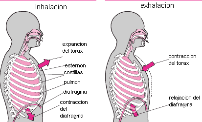 Sistema respiratorio
