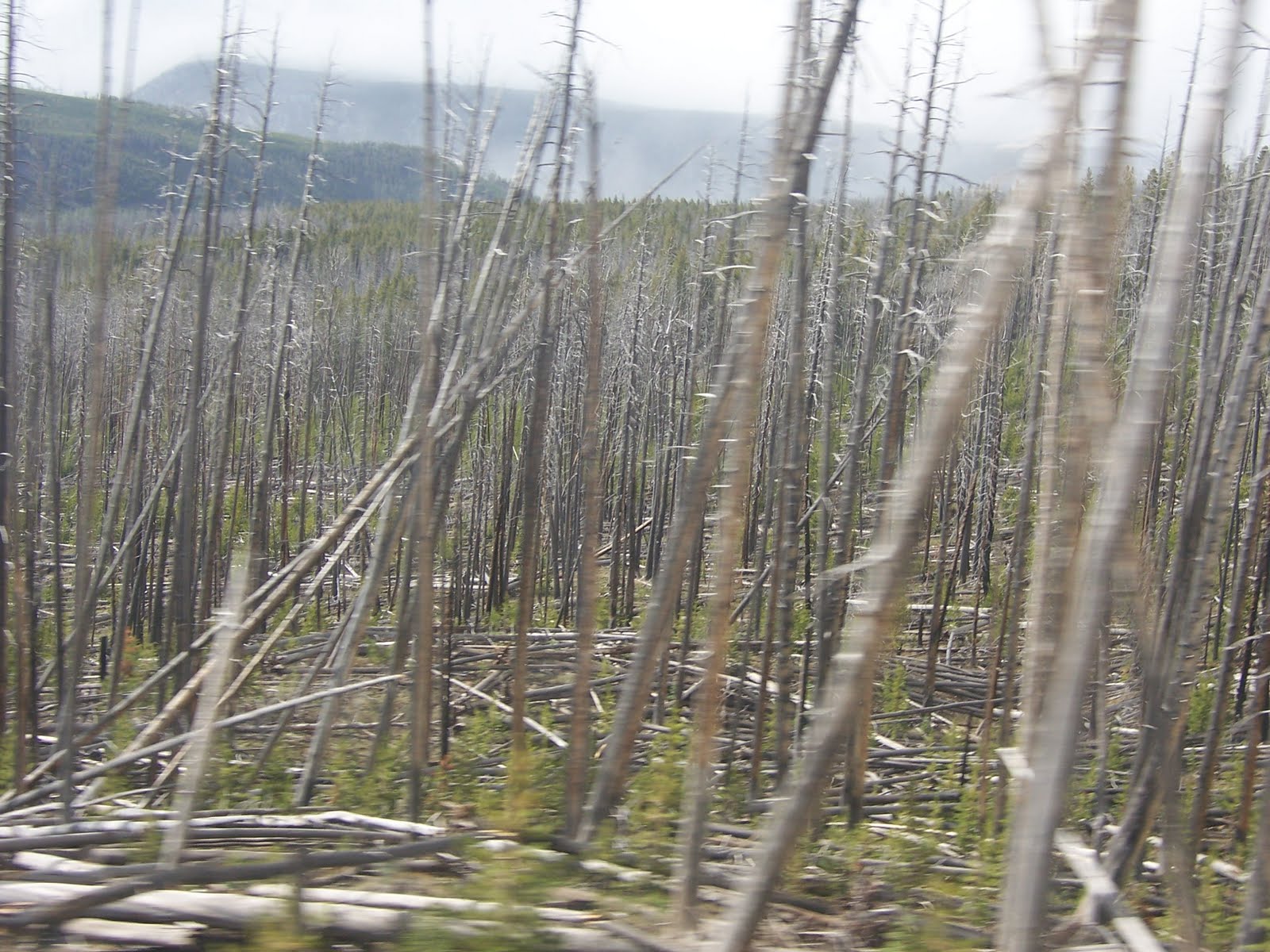 On the Road Again in 2010: Yellowstone National Park - Part 2 - The ...