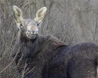 Anniversaries: Lest We Forget Chernobyl | HISTORIES OF THINGS TO COME