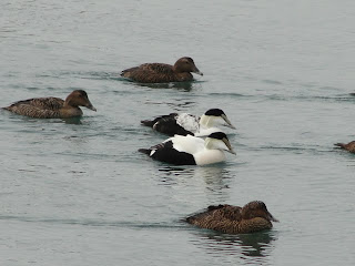 winter ducks | Mary Richmond's Cape Cod Art and Nature