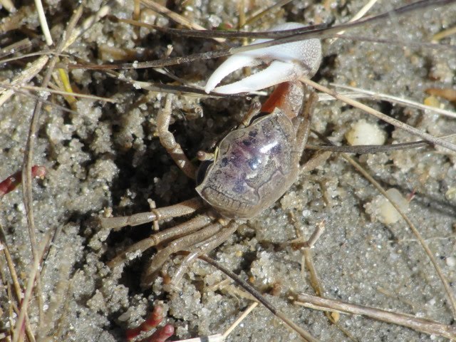 fiddler crabs | Mary Richmond's Cape Cod Art and Nature
