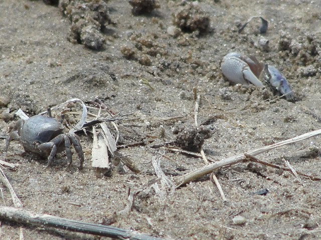 fiddler crabs | Mary Richmond's Cape Cod Art and Nature