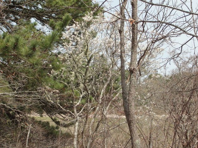 shad bush | Mary Richmond's Cape Cod Art and Nature